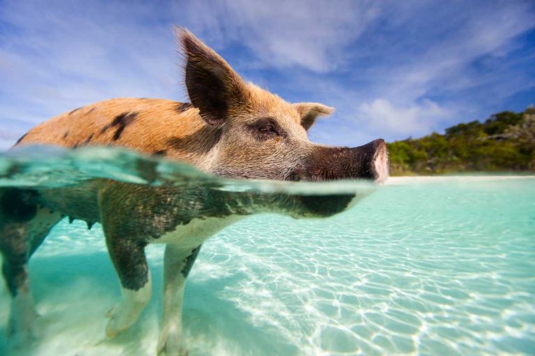 Bahamas Swimming Pigs Excursions & Island Cruises - Hunter Charters