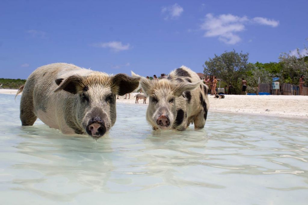 Bahamas Swimming Pigs Excursions & Island Cruises - Hunter Charters