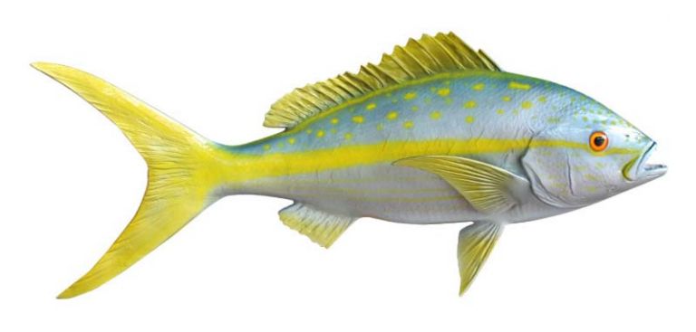 Yellowtail Snapper - Hunter Charters